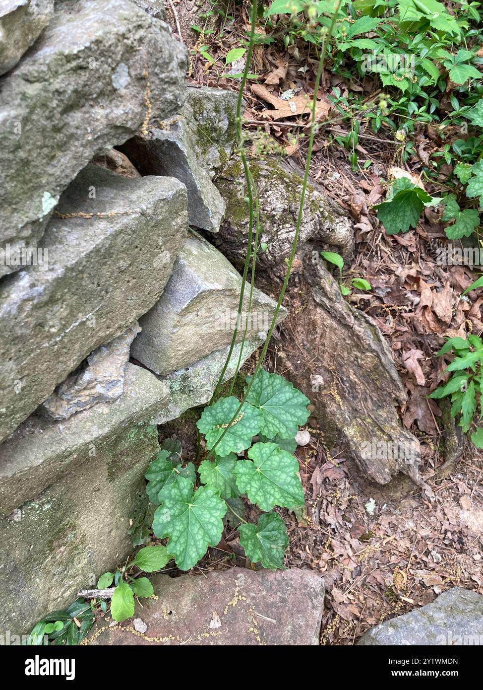 American alumroot (Heuchera americana americana Stock Photo - Alamy