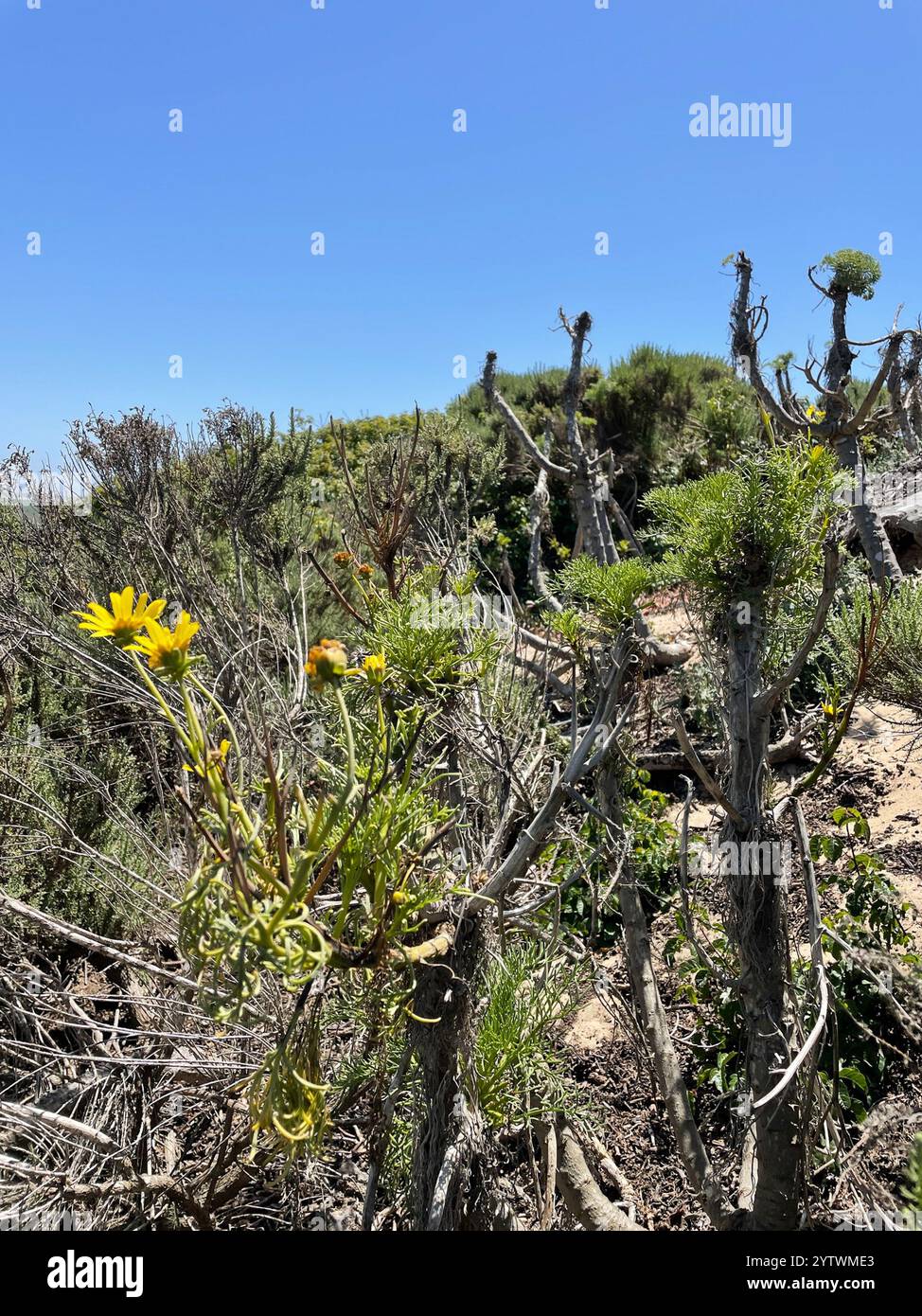 giant coreopsis (Leptosyne gigantea Stock Photo - Alamy