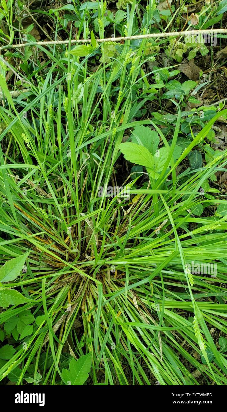 Carex sect. Paniceae (Paniceae Stock Photo - Alamy