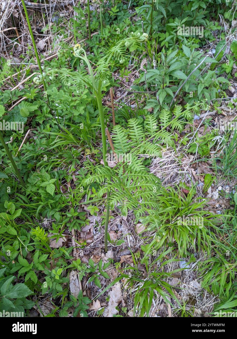 common bracken (Pteridium aquilinum Stock Photo - Alamy