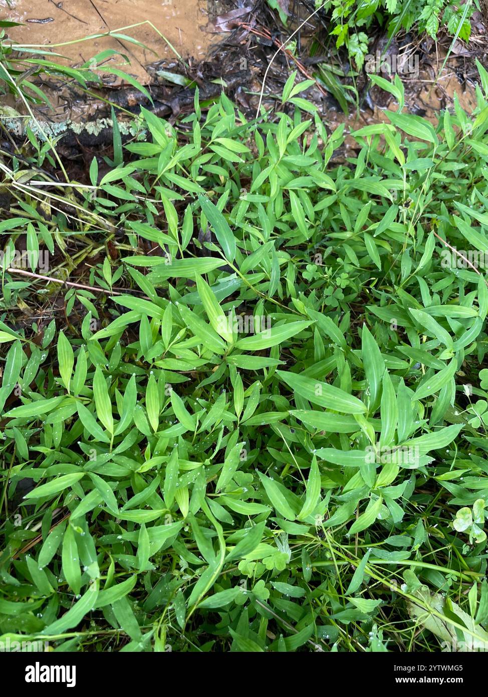 Japanese stiltgrass (Microstegium vimineum Stock Photo - Alamy