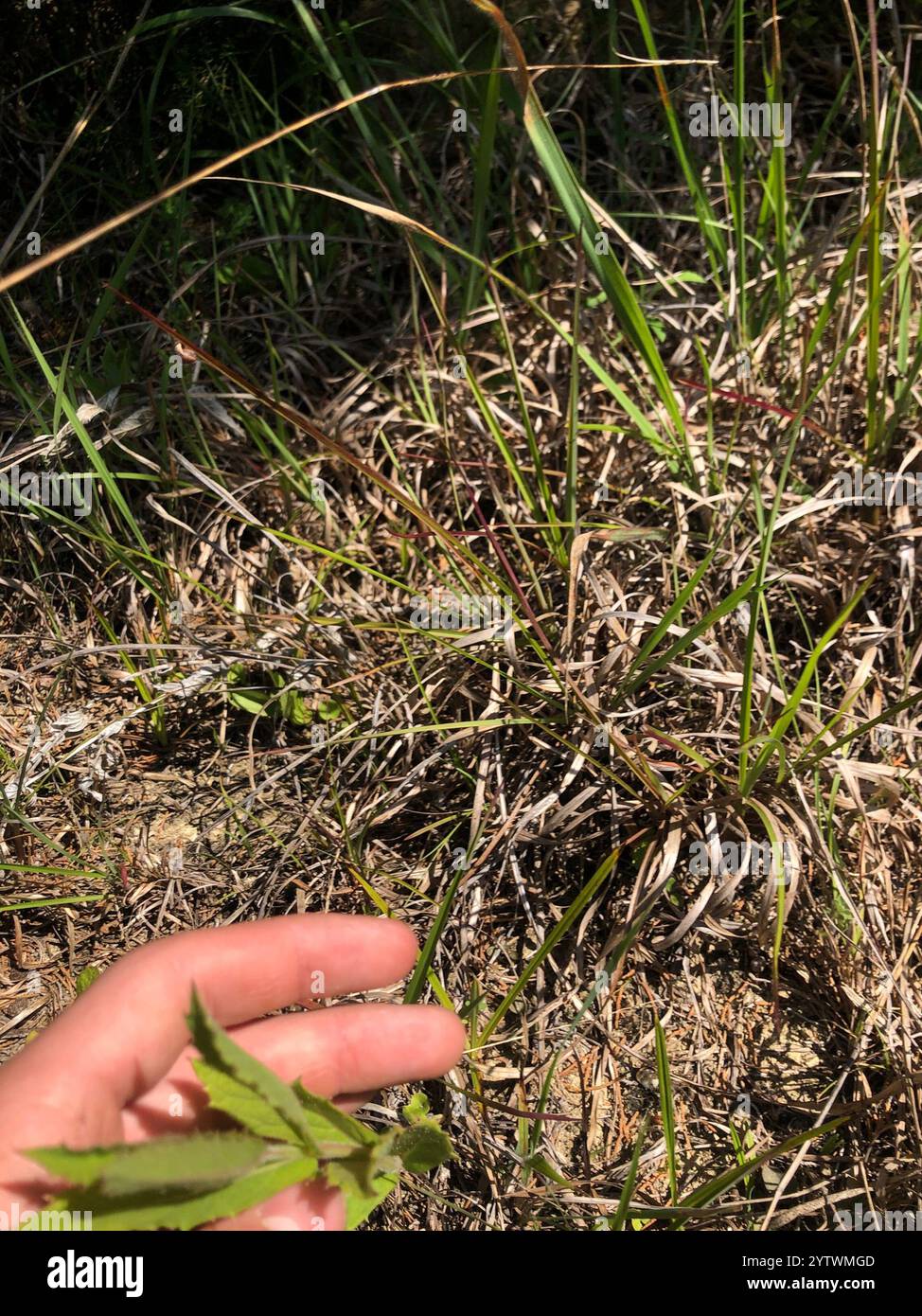 Narrowleaf Vervain (Verbena simplex Stock Photo - Alamy