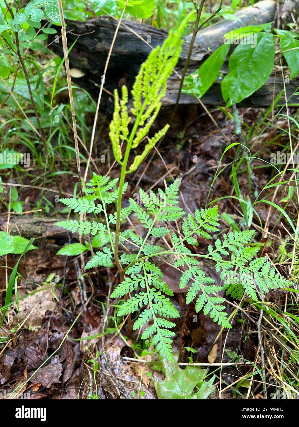 rattlesnake fern (Botrypus virginianus Stock Photo - Alamy