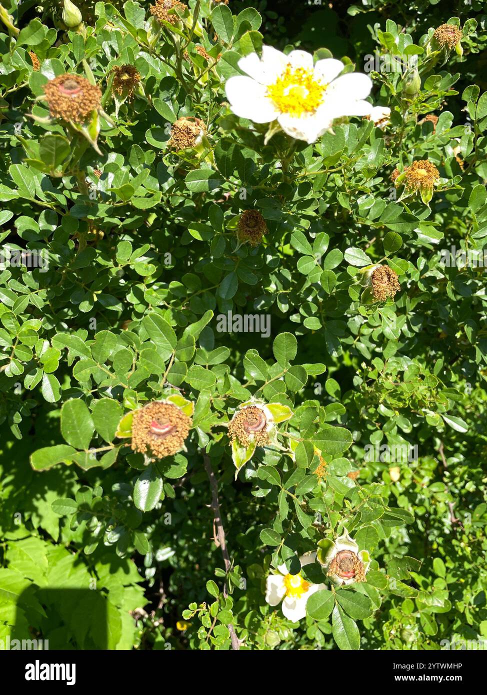 Rosa bracteata hi-res stock photography and images - Alamy