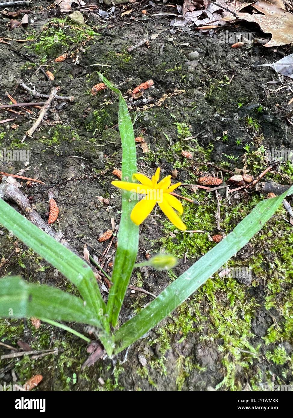 yellow star grass (Hypoxis hirsuta Stock Photo - Alamy