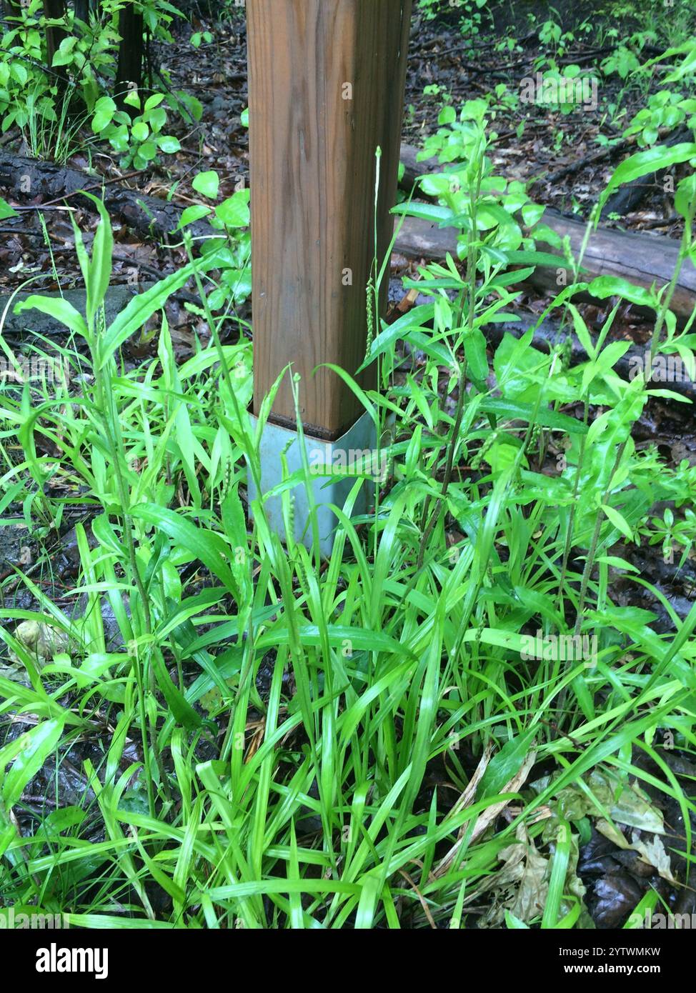 graceful sedge (Carex gracillima Stock Photo - Alamy