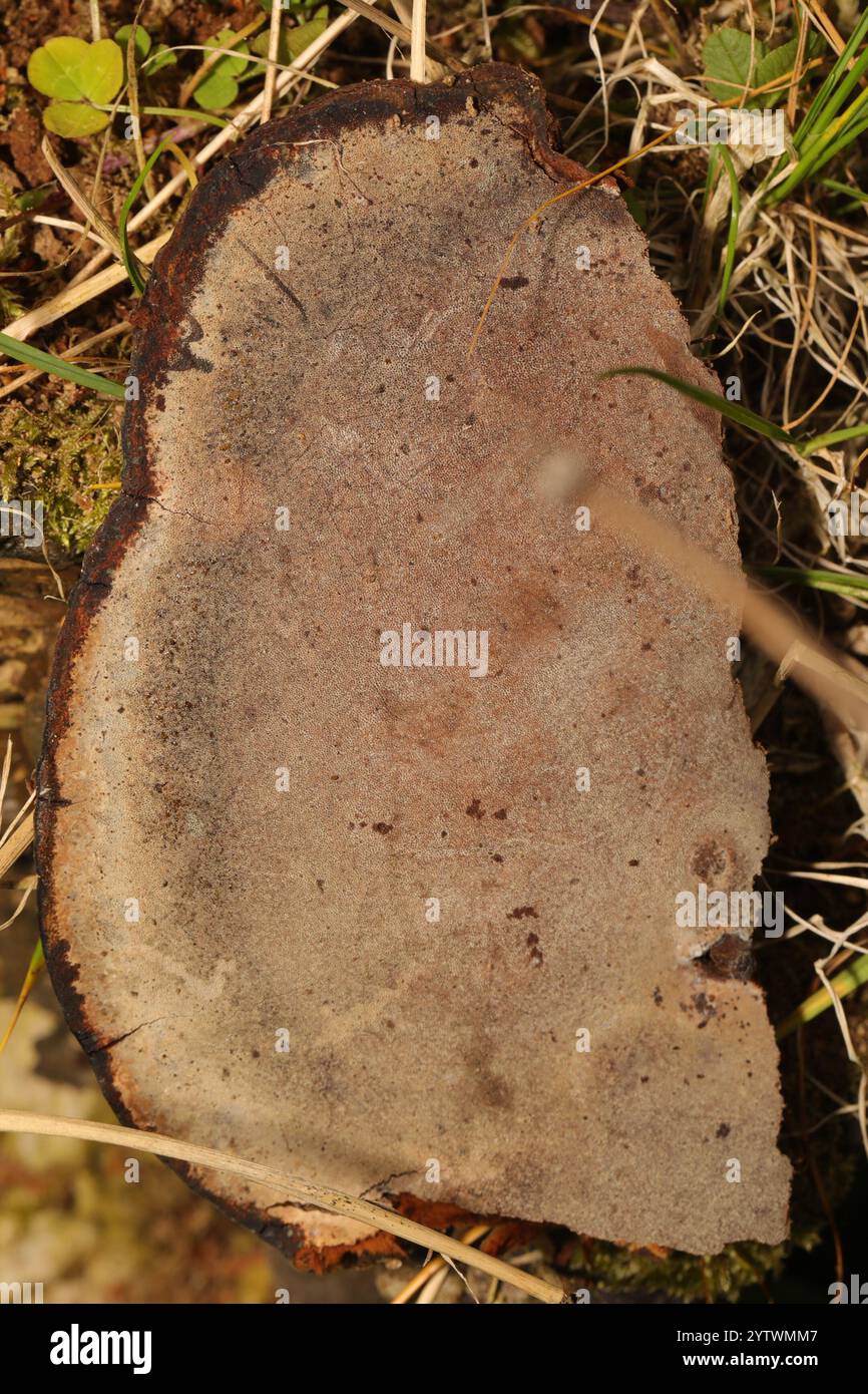 bracket fungi (Polyporaceae Stock Photo - Alamy