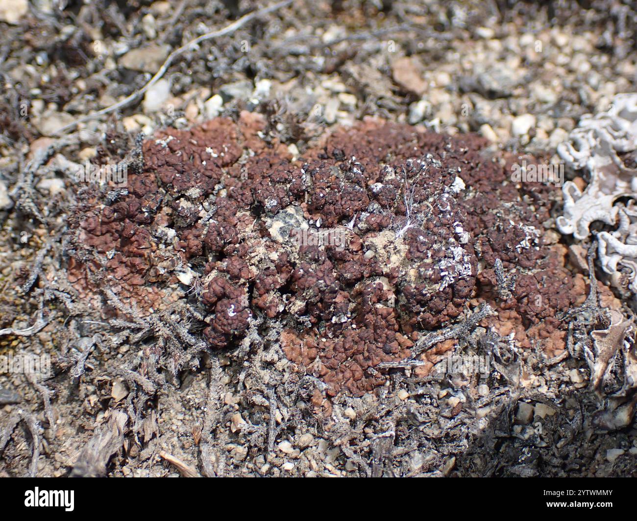 Earthscale Lichens (Placidium Stock Photo - Alamy