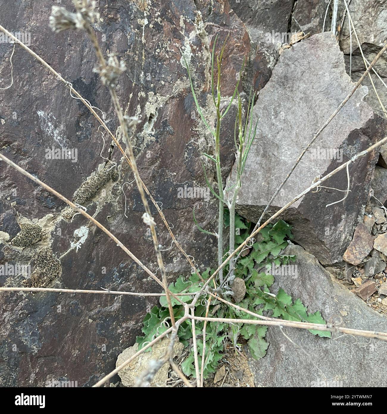 Rush Skeletonweed (Chondrilla juncea Stock Photo - Alamy