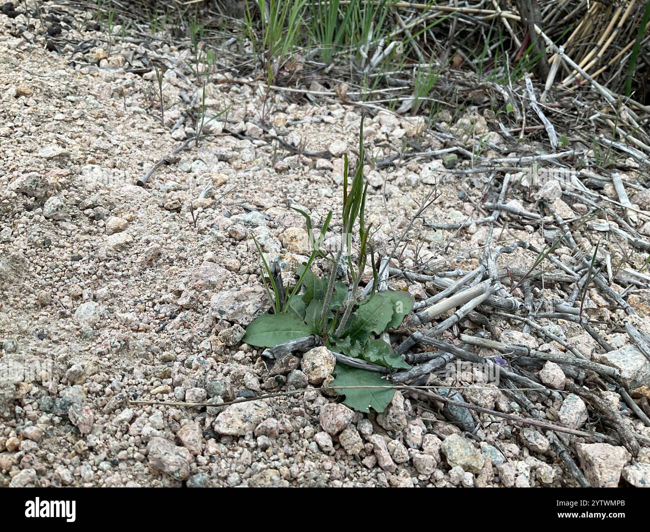 Rush Skeletonweed (Chondrilla juncea Stock Photo - Alamy