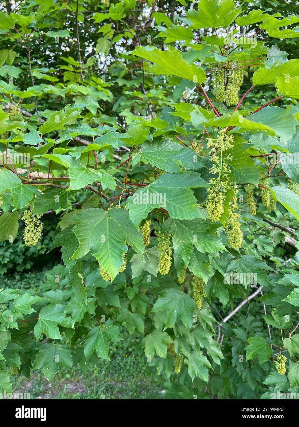 American sycamore (Platanus occidentalis Stock Photo - Alamy