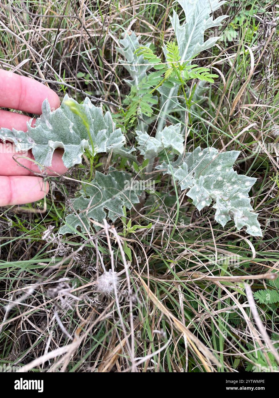 wavyleaf thistle (Cirsium undulatum Stock Photo - Alamy