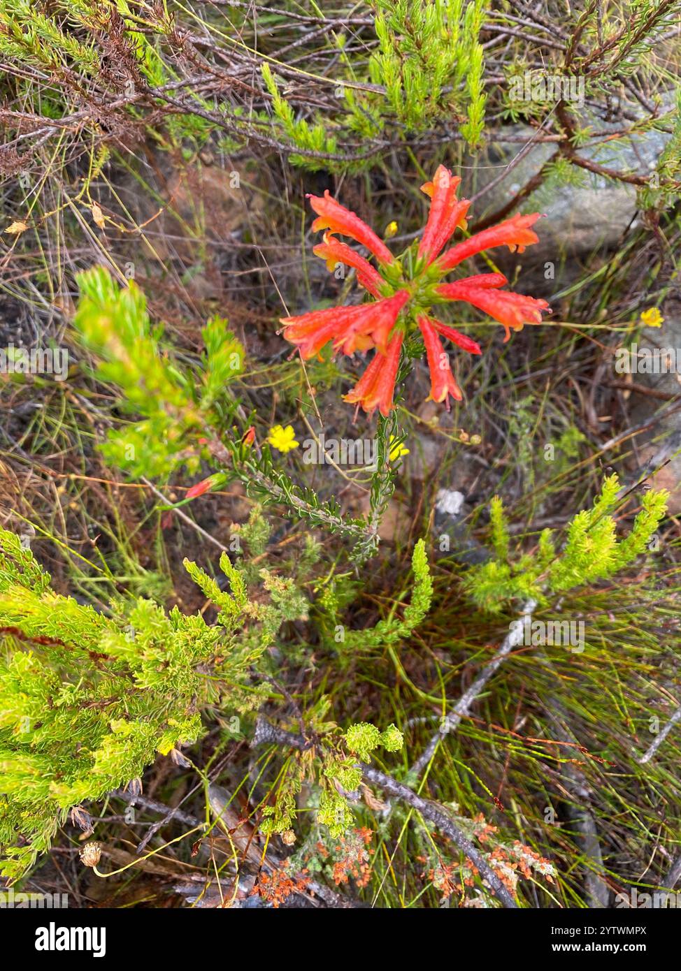 Grand Heath (Erica grandiflora Stock Photo - Alamy