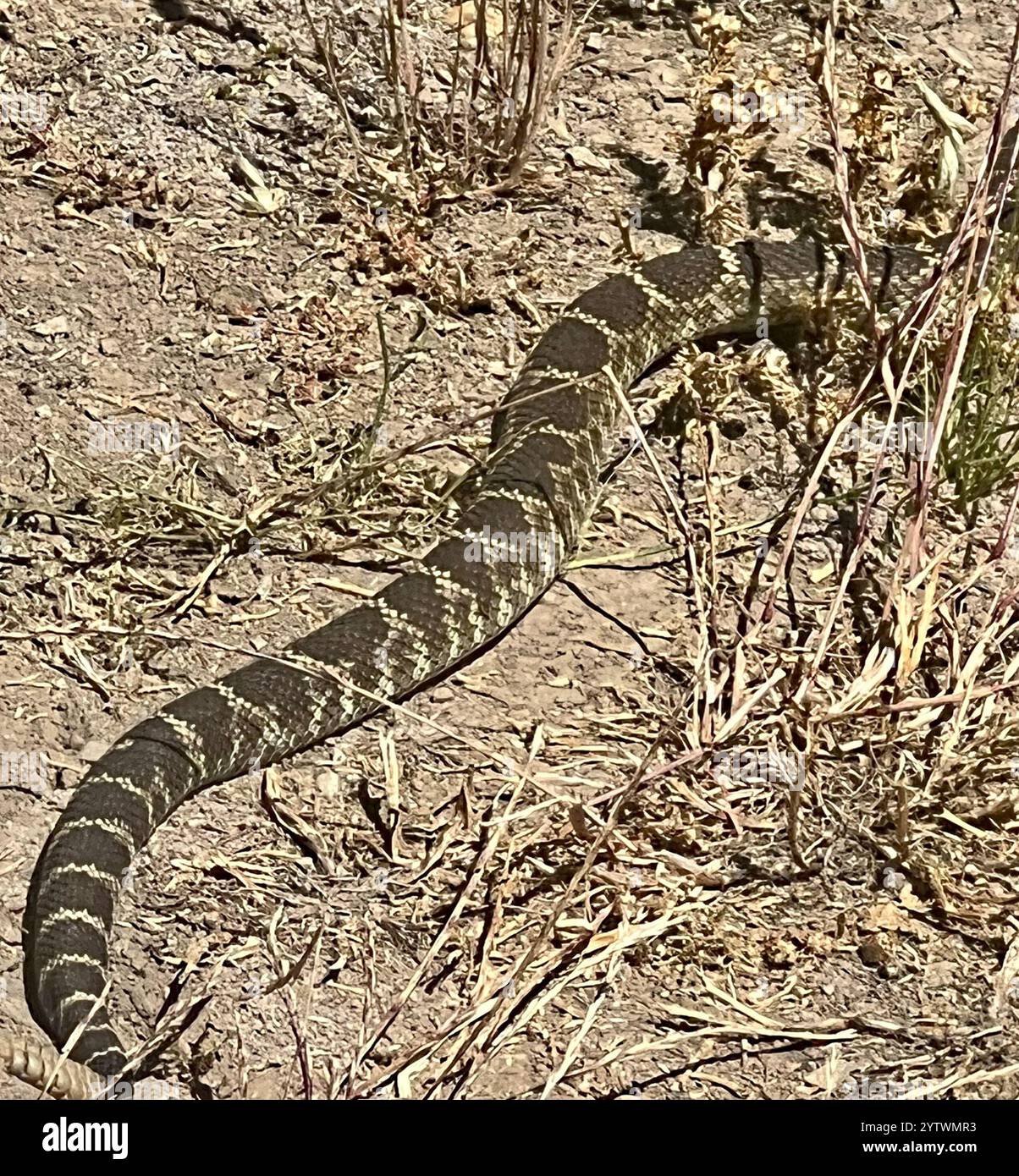 Northern Pacific Rattlesnake (Crotalus oreganus oreganus Stock Photo ...