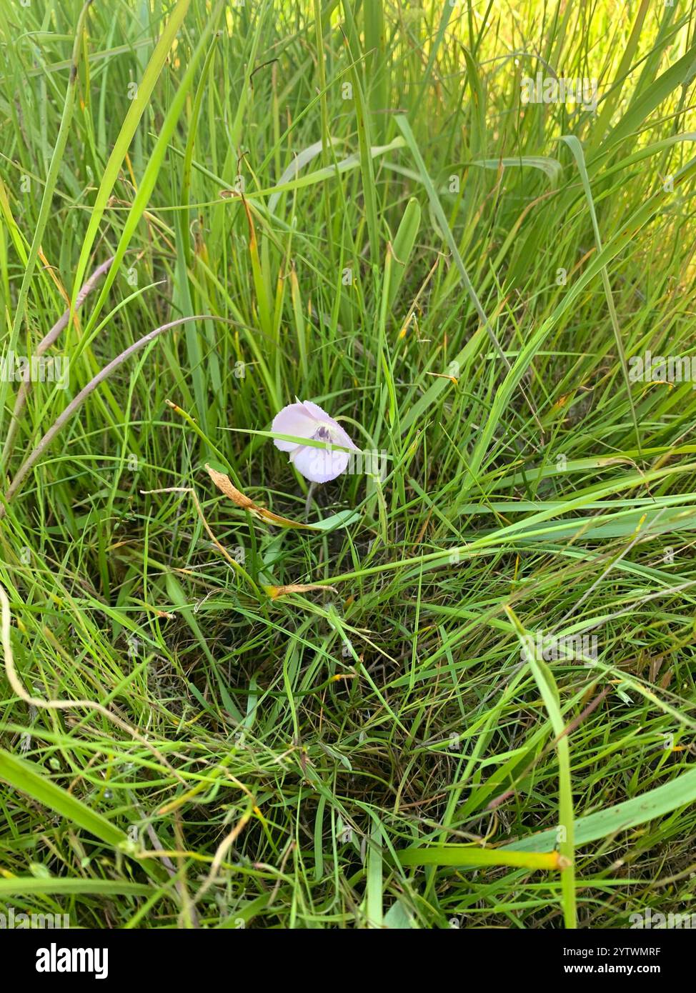Pink star-tulip (Calochortus uniflorus Stock Photo - Alamy