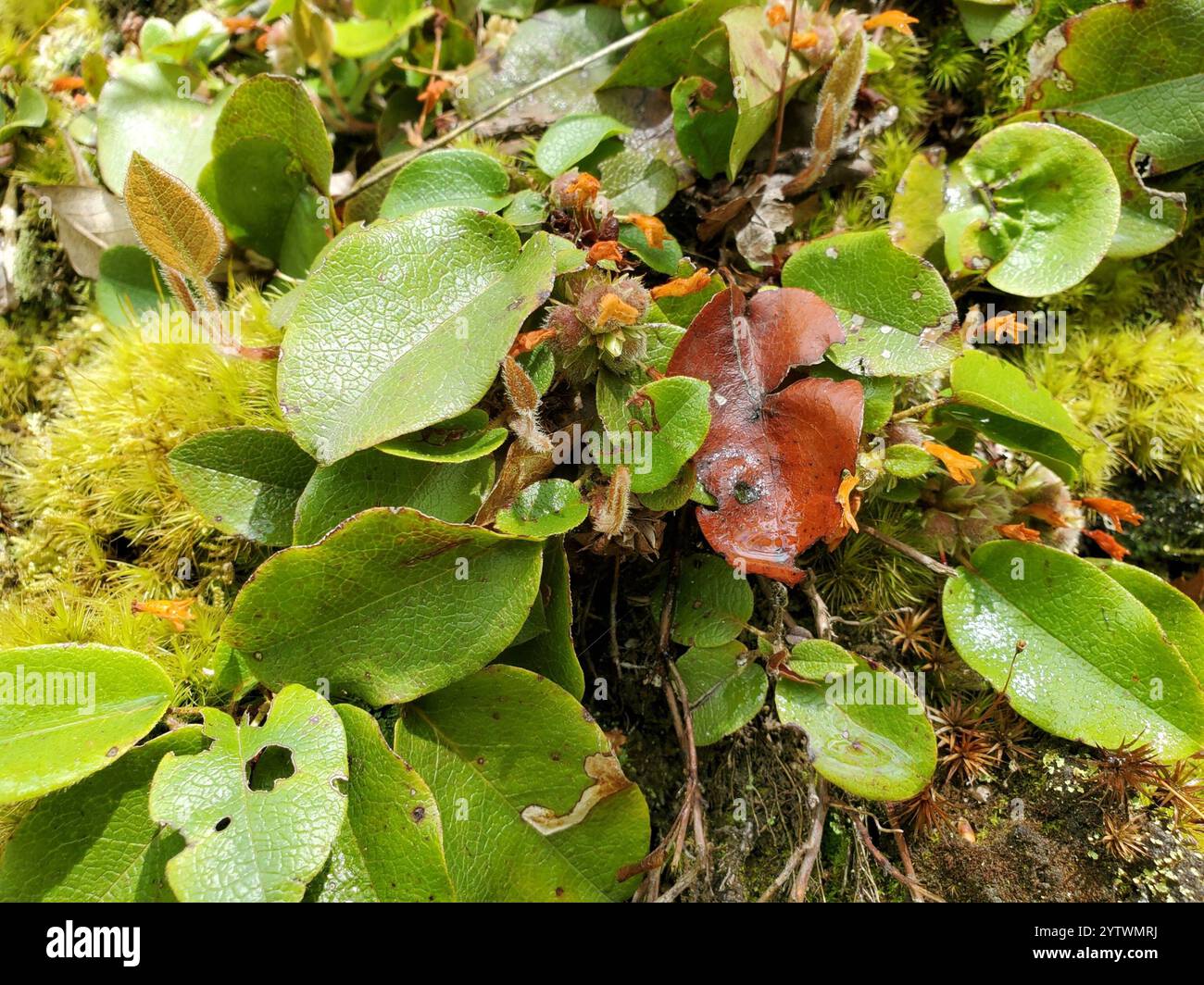 trailing arbutus (Epigaea repens Stock Photo - Alamy