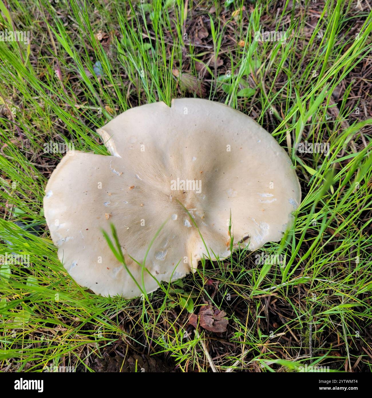 spring cavalier (Melanoleuca cognata Stock Photo - Alamy