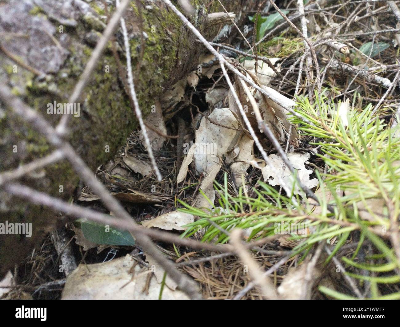 Northern Alligator Lizard (Elgaria coerulea Stock Photo - Alamy