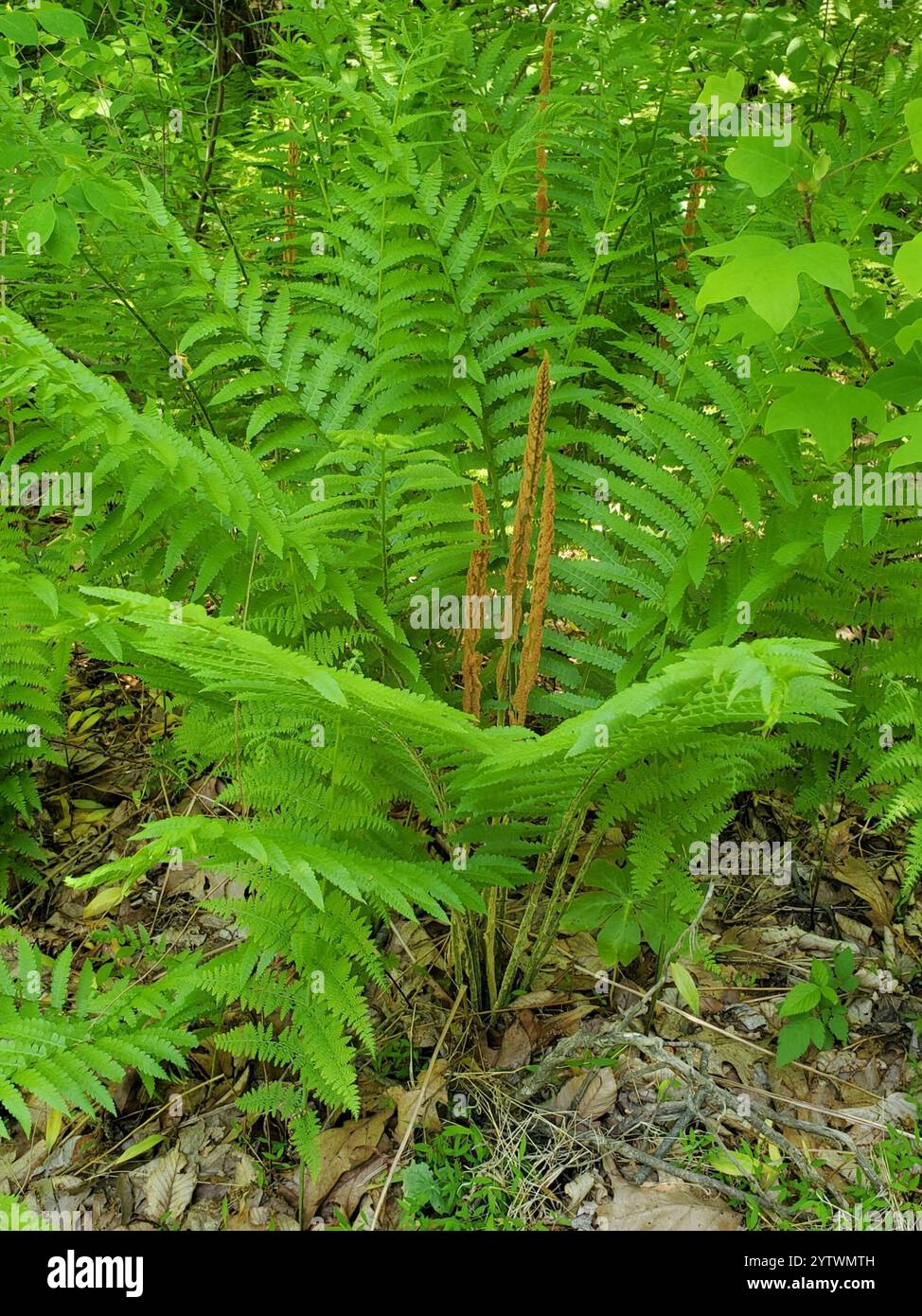 cinnamon fern (Osmundastrum cinnamomeum Stock Photo - Alamy