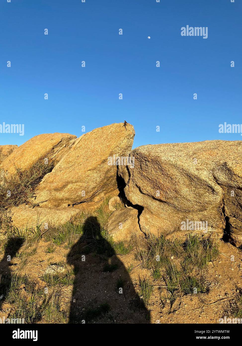 Granite Spiny Lizard (Sceloporus orcutti Stock Photo - Alamy