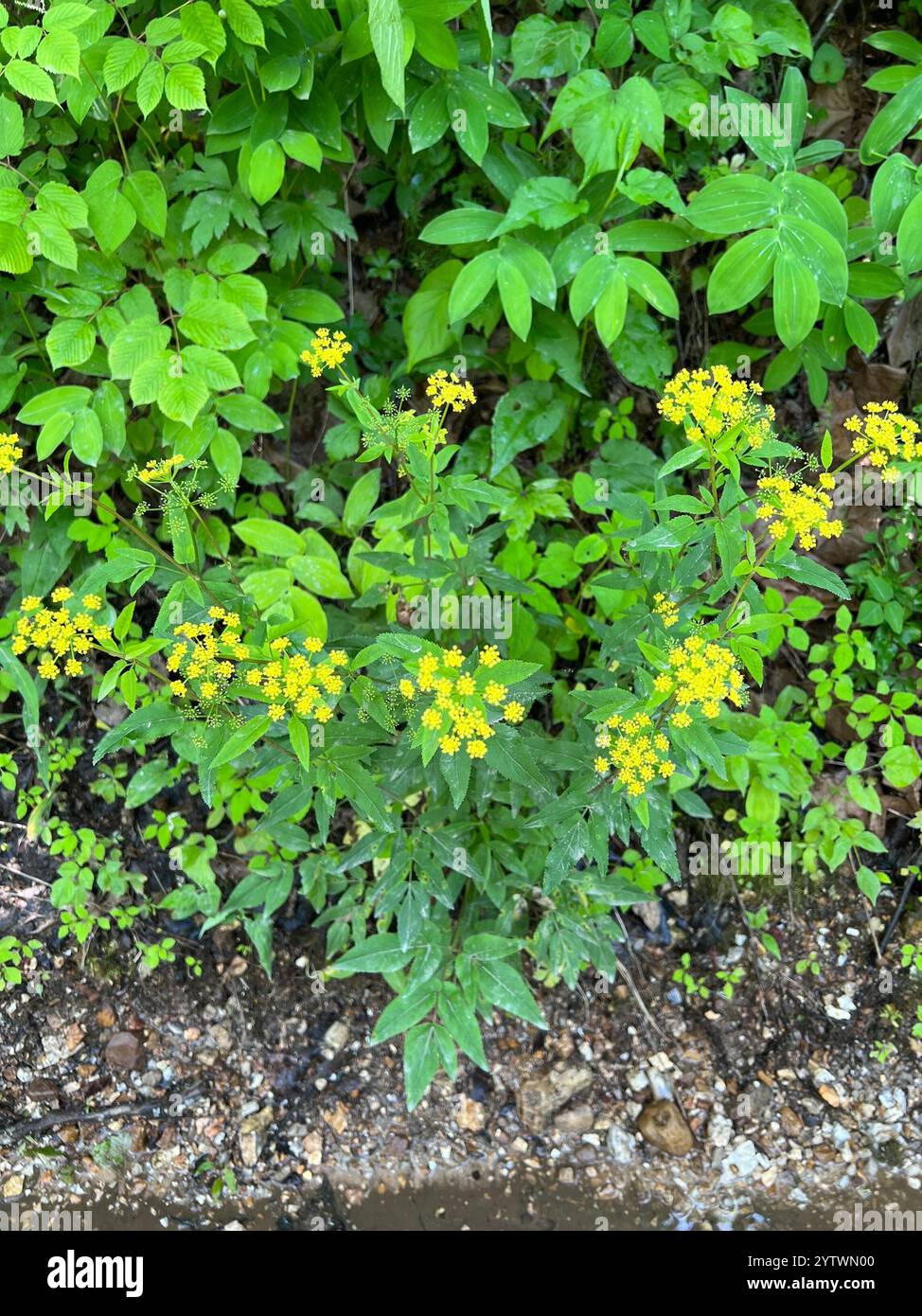 golden Alexanders (Zizia aurea Stock Photo - Alamy