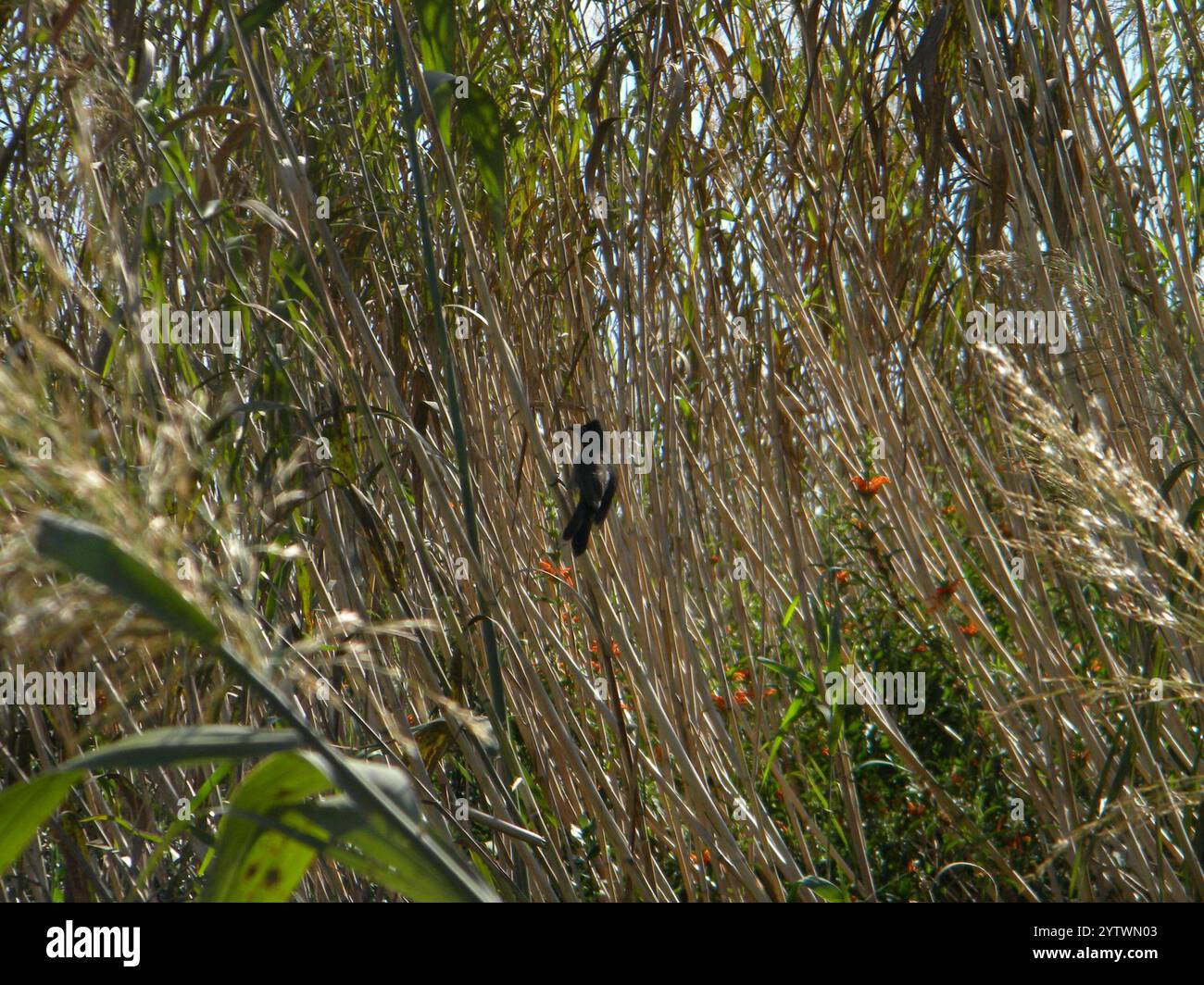 Cape Bulbul (Pycnonotus capensis Stock Photo - Alamy