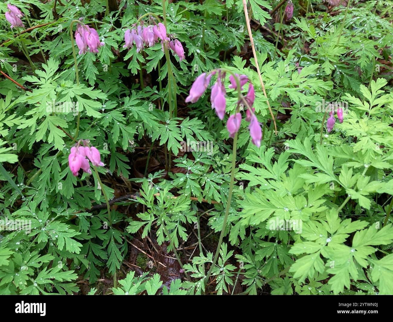 Pacific Bleeding Heart (Dicentra formosa Stock Photo - Alamy
