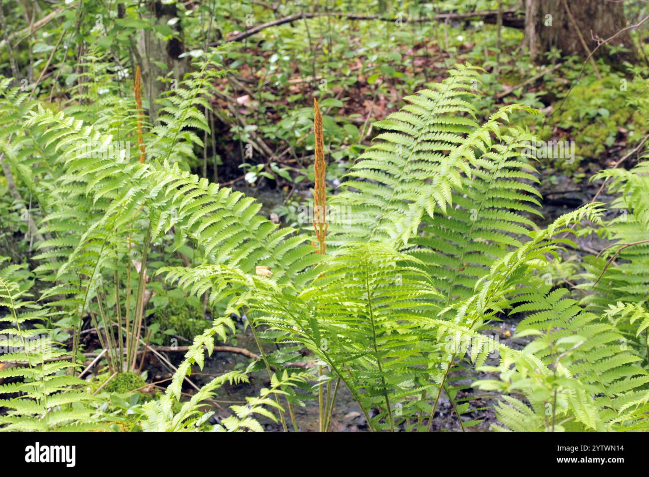 cinnamon fern (Osmundastrum cinnamomeum Stock Photo - Alamy