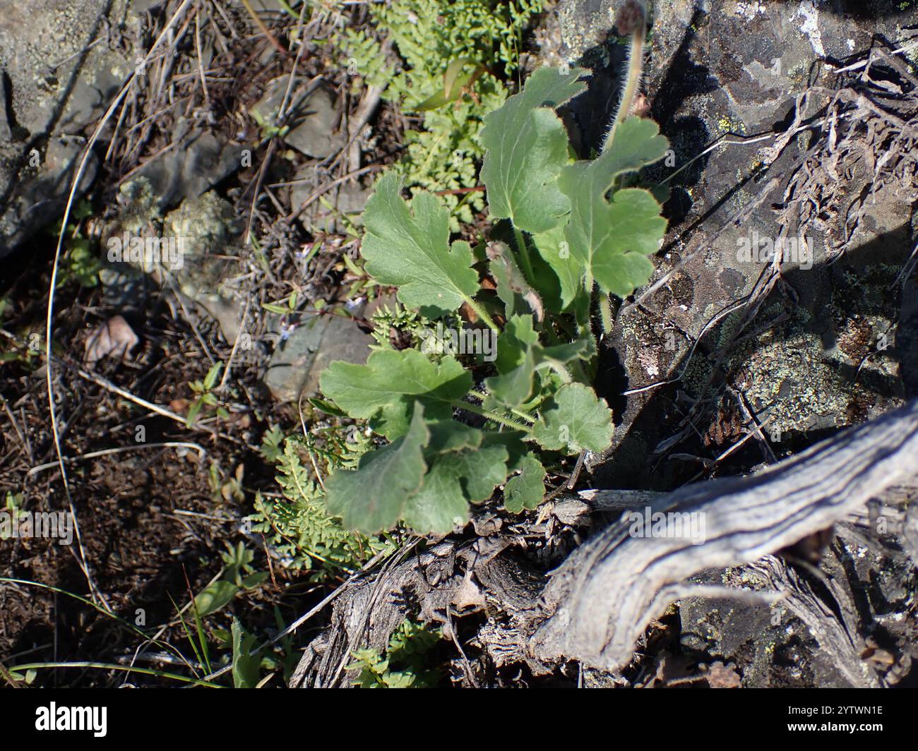 roundleaf alumroot (Heuchera cylindrica Stock Photo - Alamy