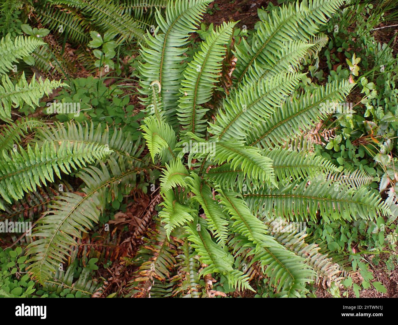 western sword fern (Polystichum munitum Stock Photo - Alamy