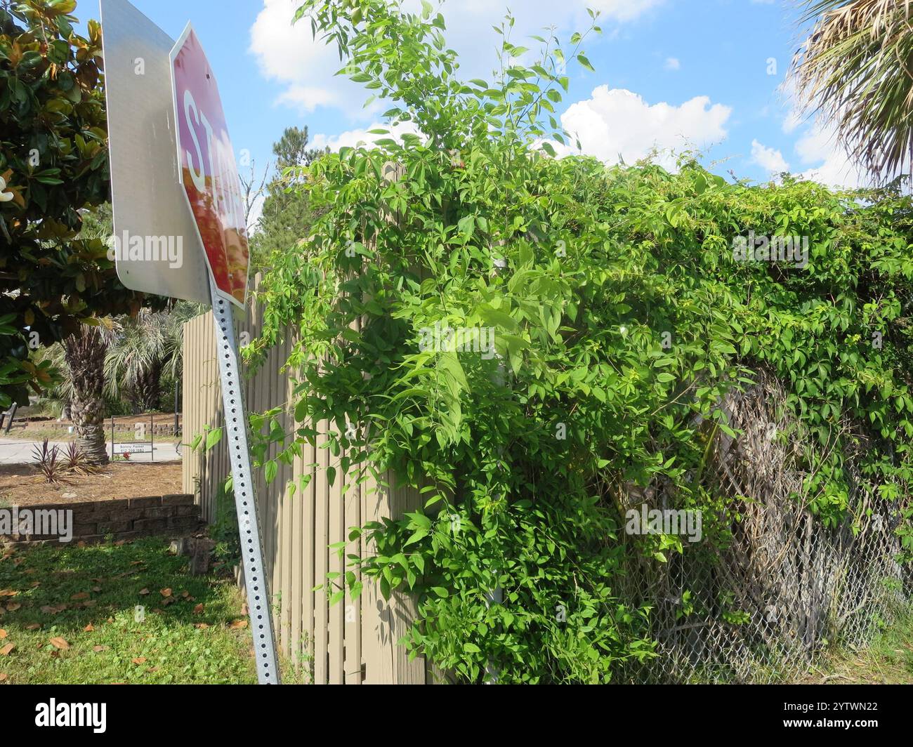 sugar hackberry (Celtis laevigata Stock Photo - Alamy