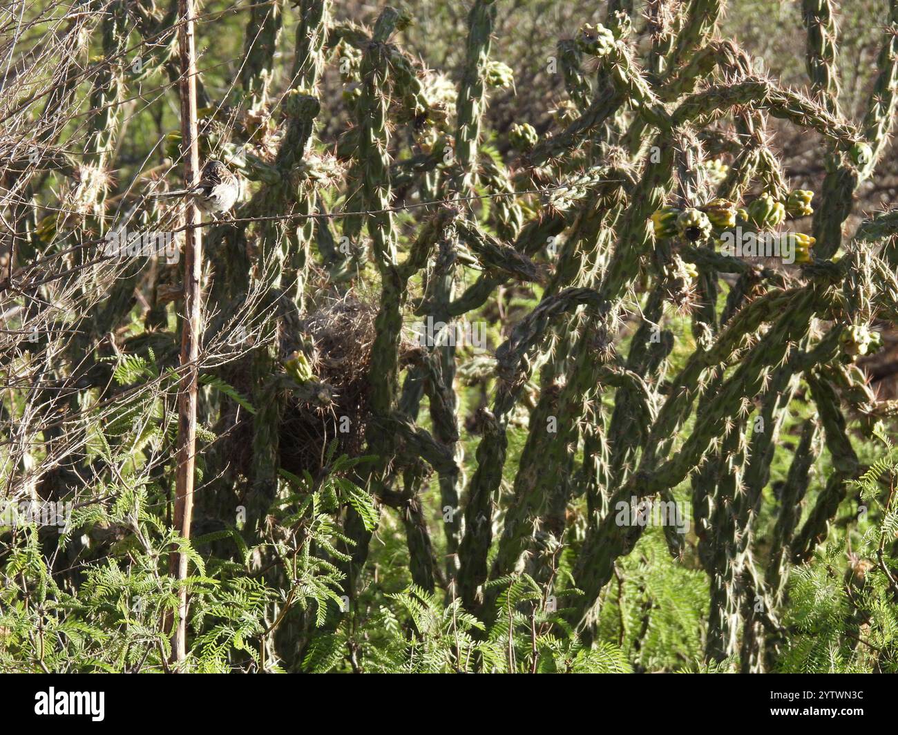 tree cholla (Cylindropuntia imbricata Stock Photo - Alamy