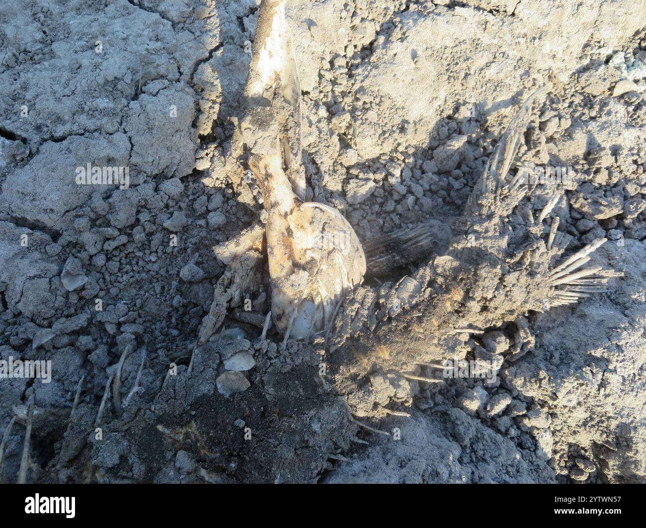 Ray-finned Fishes (Actinopterygii Stock Photo - Alamy