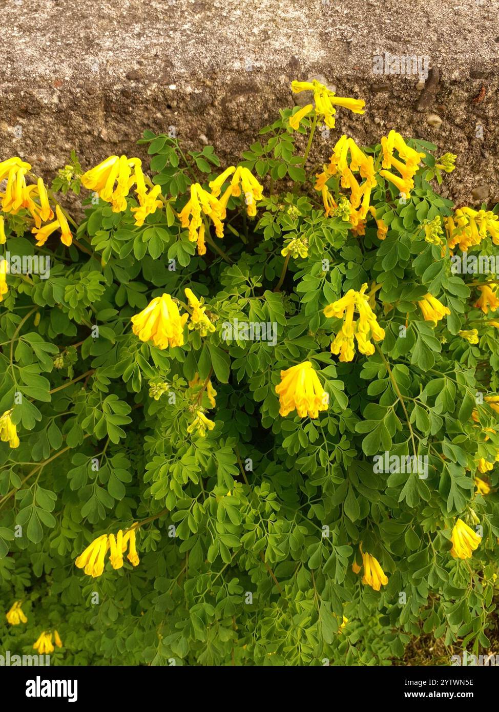 Yellow Fumitory (Pseudofumaria lutea Stock Photo - Alamy