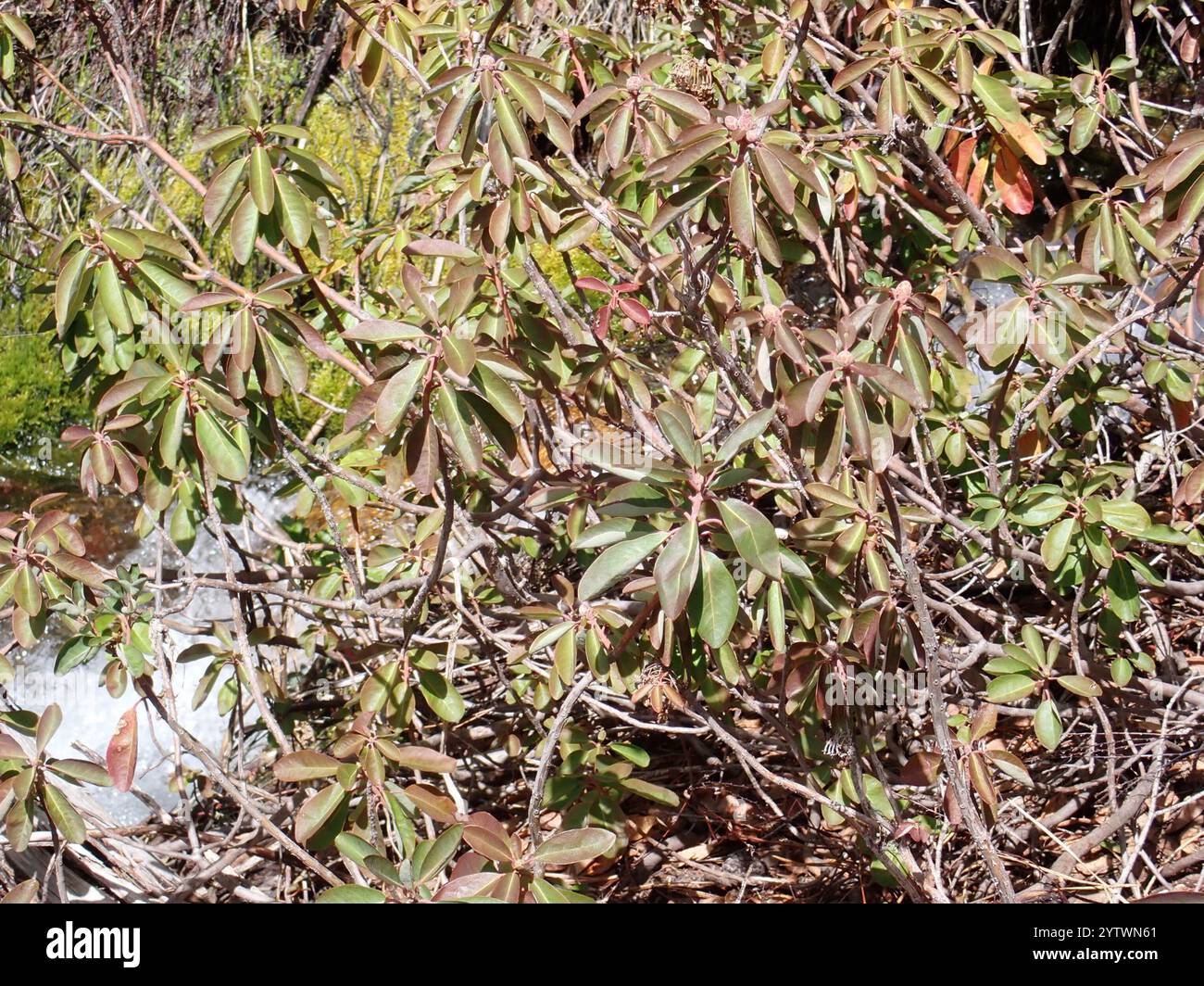 Western Labrador Tea (Rhododendron columbianum Stock Photo - Alamy
