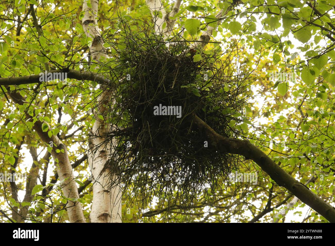 Birch Witch's-broom (Taphrina betulina Stock Photo - Alamy