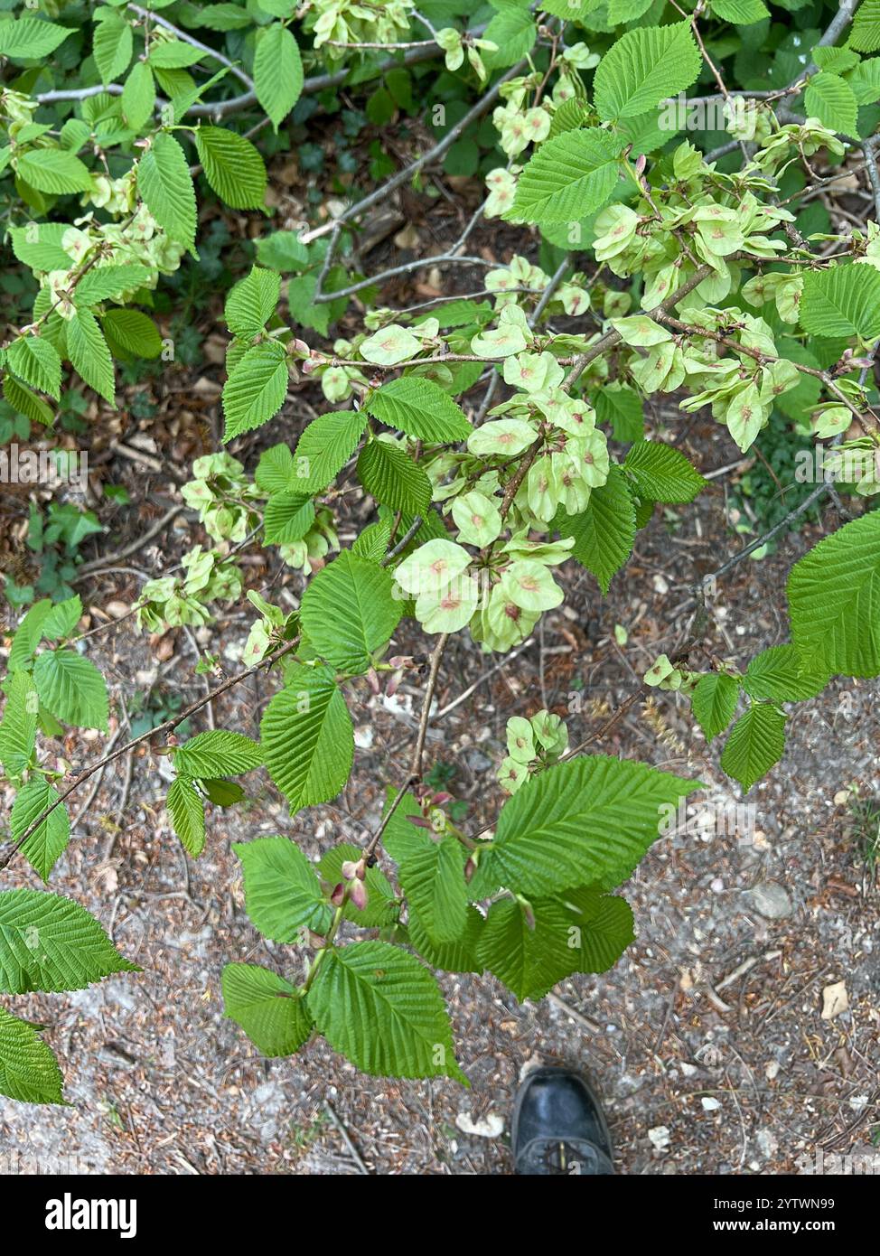 Wych Elm (Ulmus glabra Stock Photo - Alamy