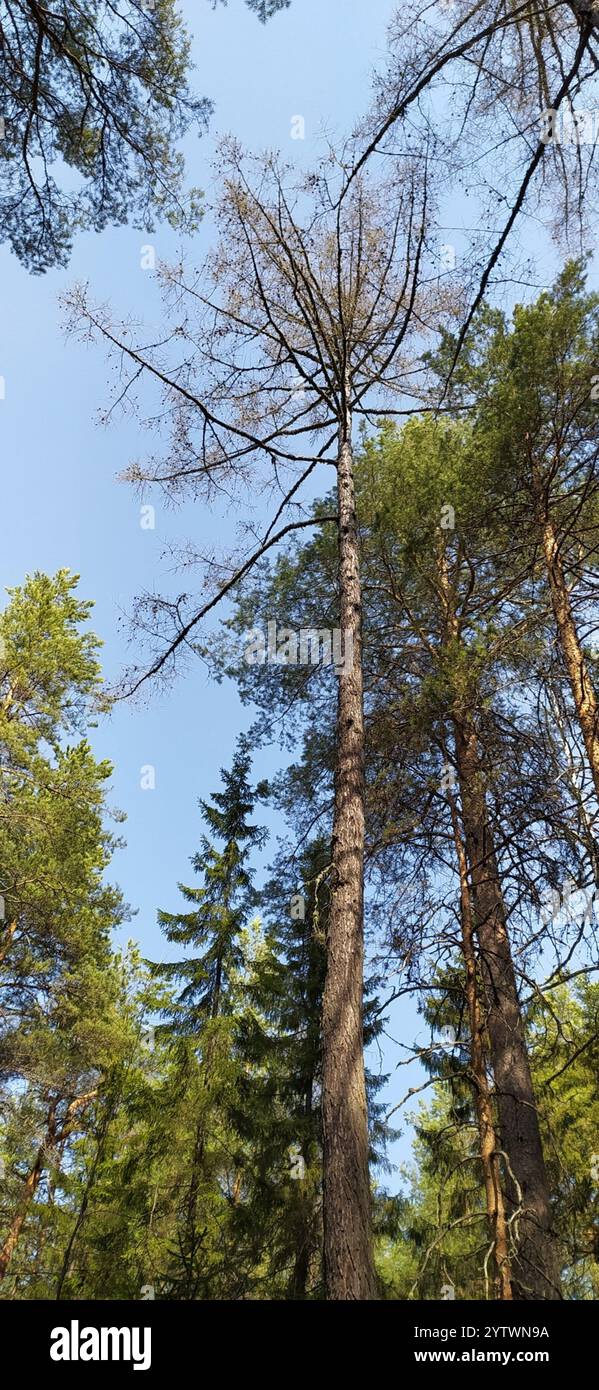 Siberian larch (Larix sibirica Stock Photo - Alamy