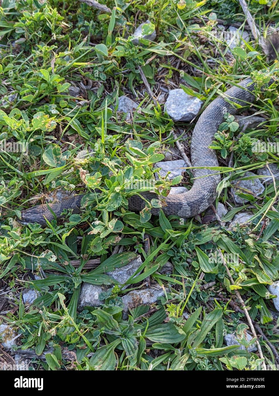 Common Watersnake (Nerodia sipedon Stock Photo - Alamy