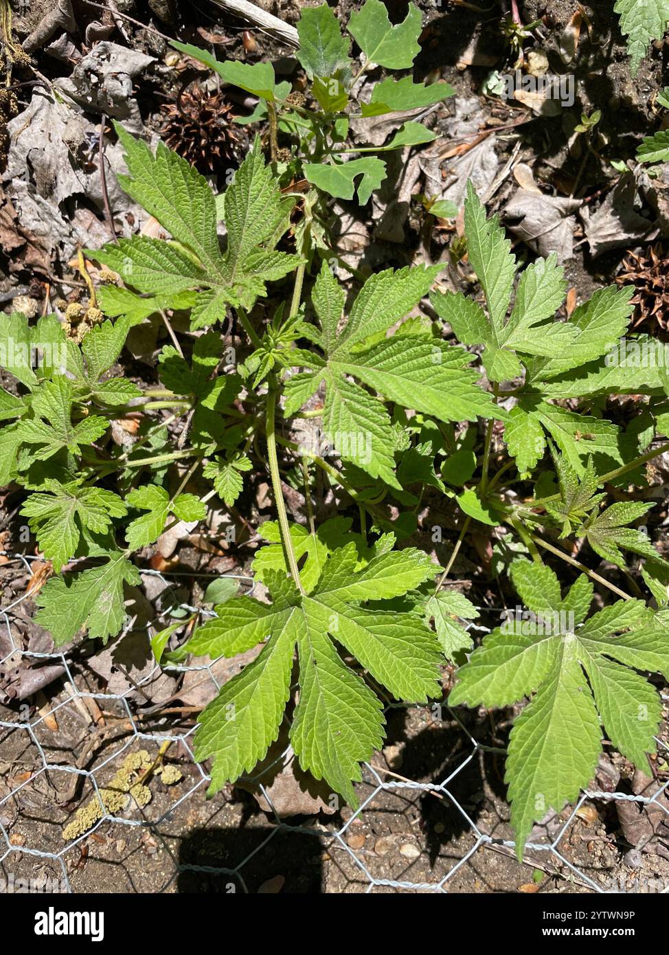 Black Snakeroot (Sanicula canadensis Stock Photo - Alamy