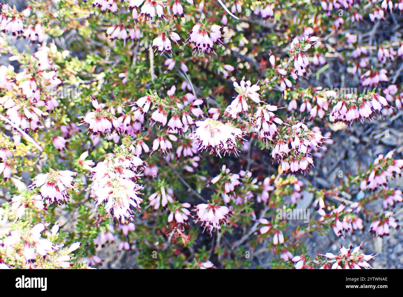 Rednut Heath (Erica anguliger Stock Photo - Alamy