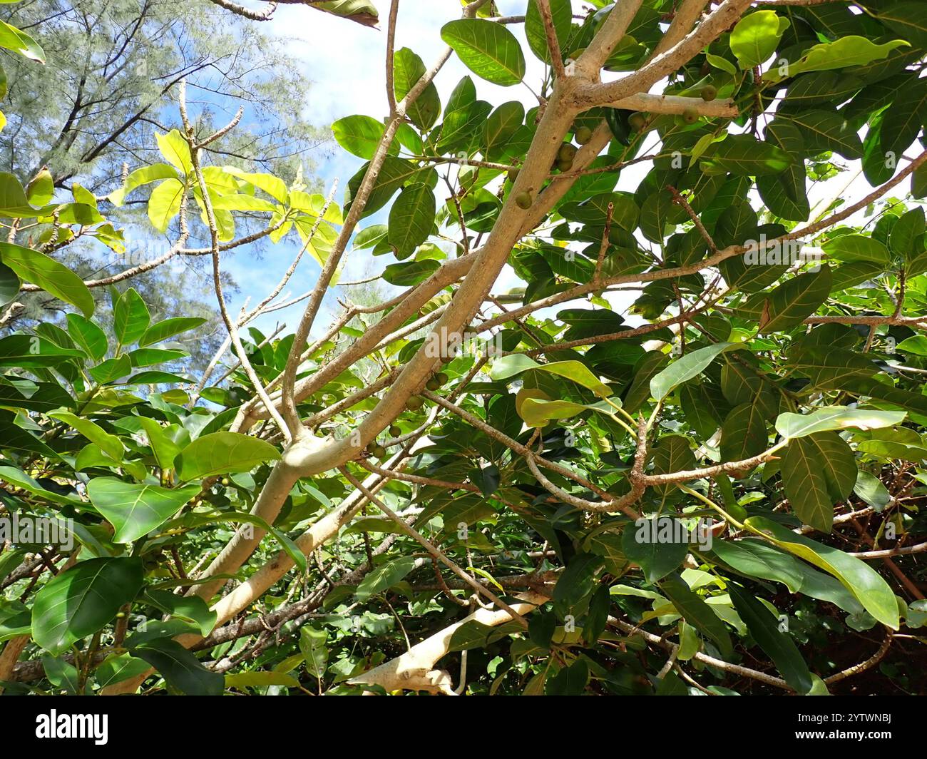 Bubu (Ficus bubu Stock Photo - Alamy