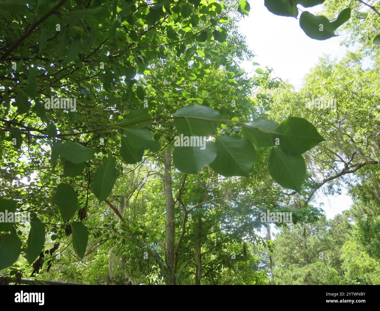 Callery pear (Pyrus calleryana Stock Photo - Alamy