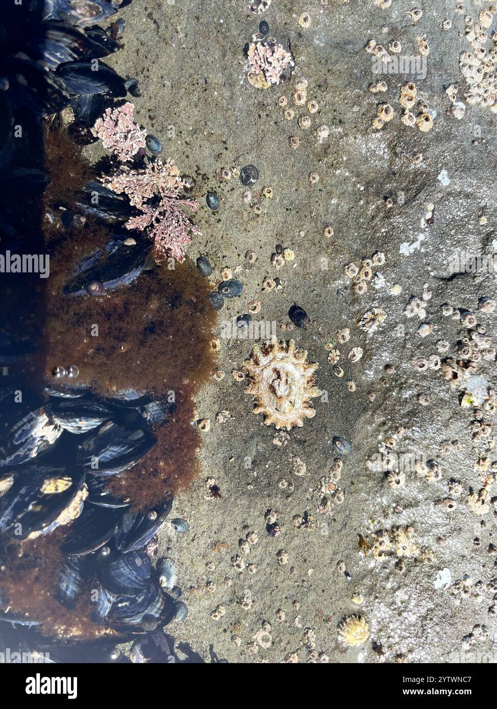 Rough Limpet (Lottia scabra Stock Photo - Alamy