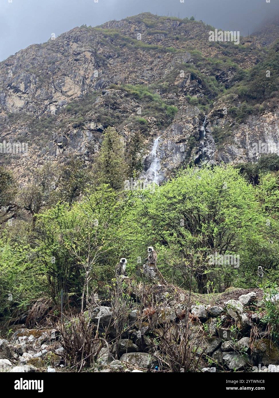 Nepal Sacred Langur (Semnopithecus schistaceus Stock Photo - Alamy