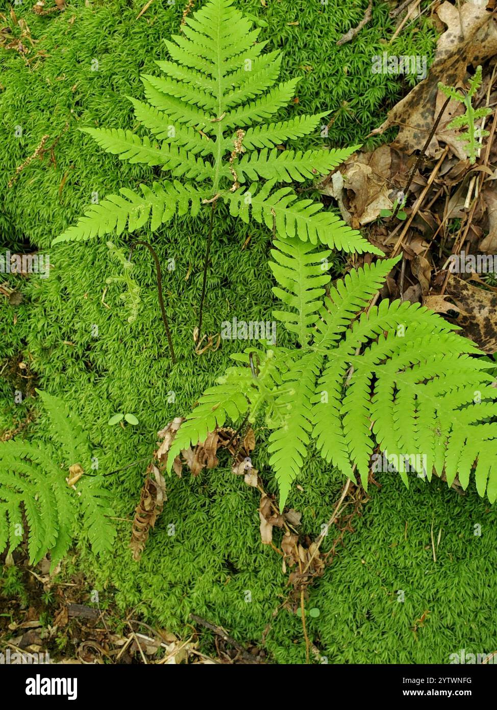 broad beech fern (Phegopteris hexagonoptera Stock Photo - Alamy