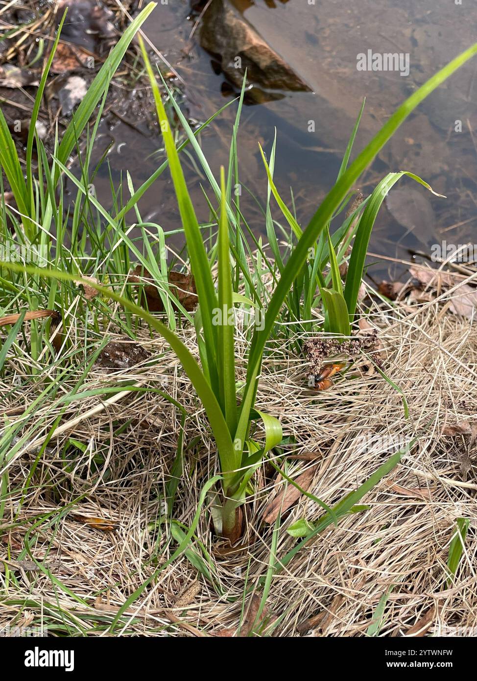Panicled Bulrush (Scirpus microcarpus Stock Photo - Alamy