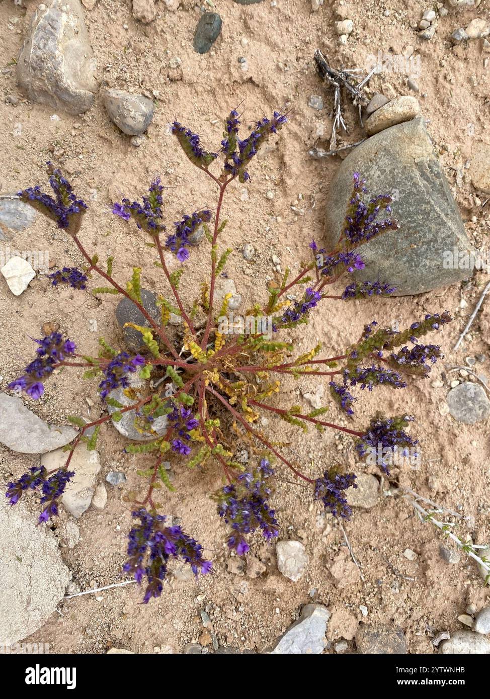 Notch leaf scorpionweed hi-res stock photography and images - Alamy