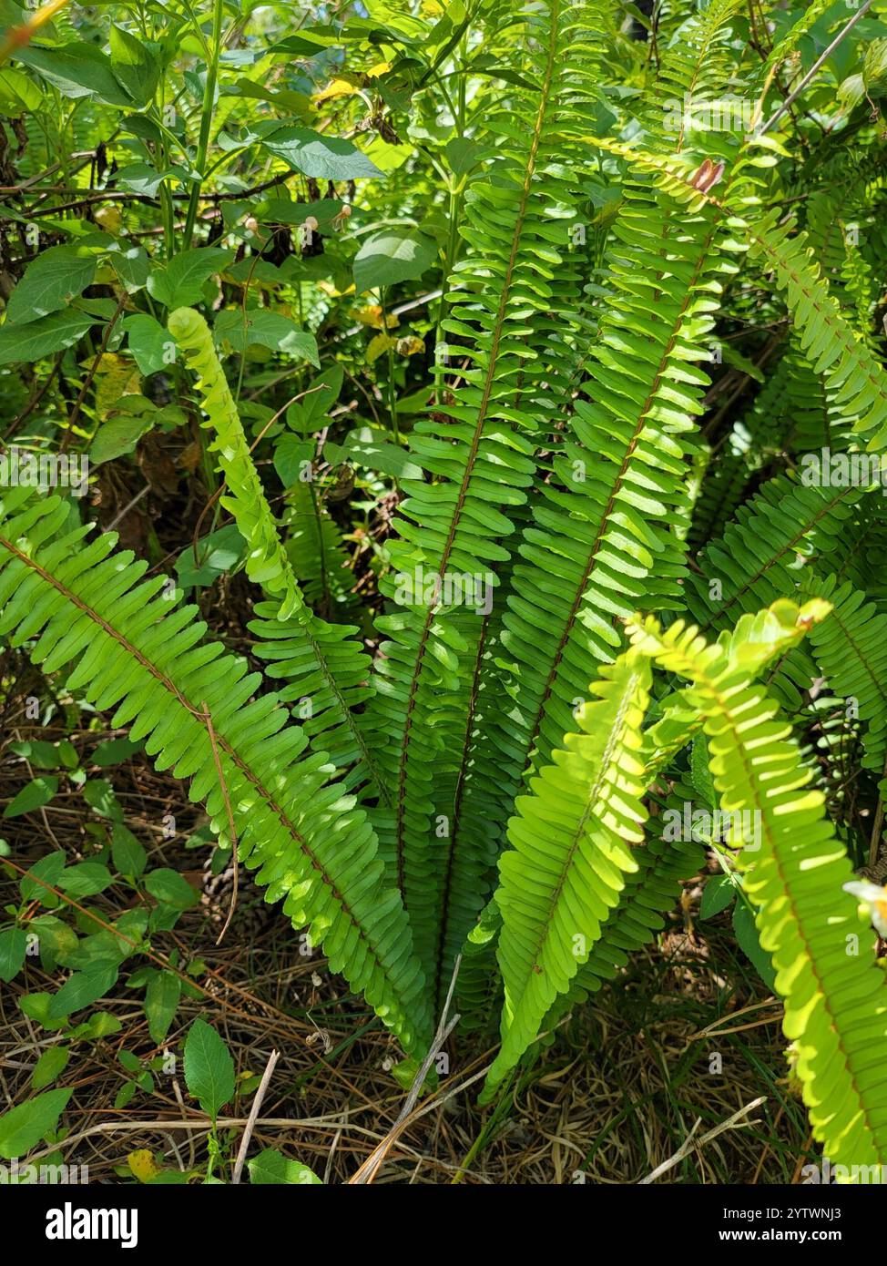 sword ferns (Nephrolepis Stock Photo - Alamy