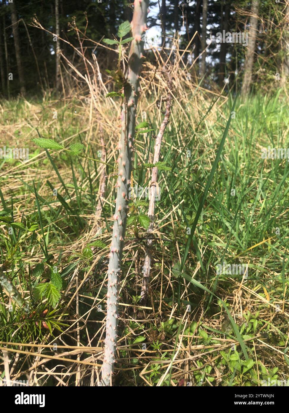 whitebark raspberry (Rubus leucodermis Stock Photo - Alamy